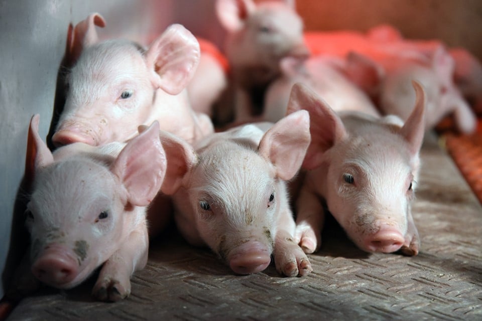 Toltrazuril-Kombinationspräparat hilft wirksam und effizient bei Kokzidieninfektionen